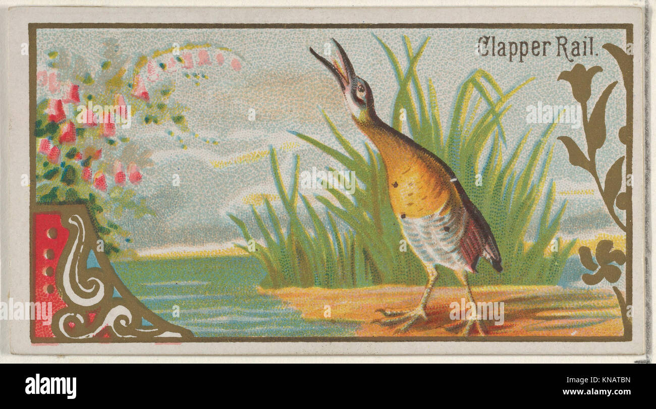 This Clapper Rail bird illustration, part of the Game Birds series ...