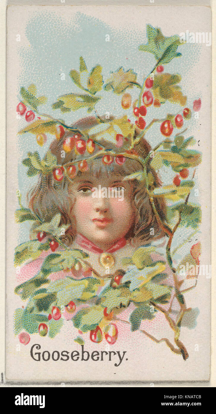 Gooseberry, from the Fruits series (N12) for Allen & Ginter Cigarettes ...