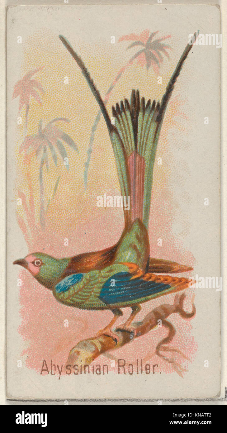 This illustration of the Abyssinian Roller bird, from the Song Birds of ...