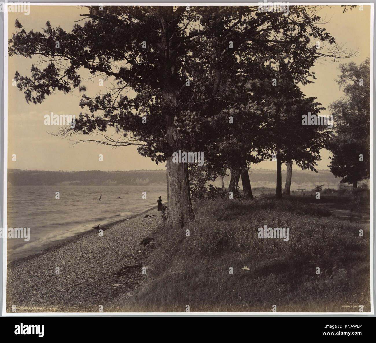 Cayuga lake sheldrake l v r r hi-res stock photography and images - Alamy