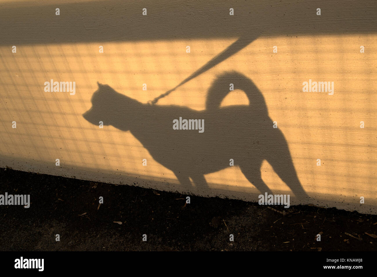Dog walking shadow Stock Photo - Alamy