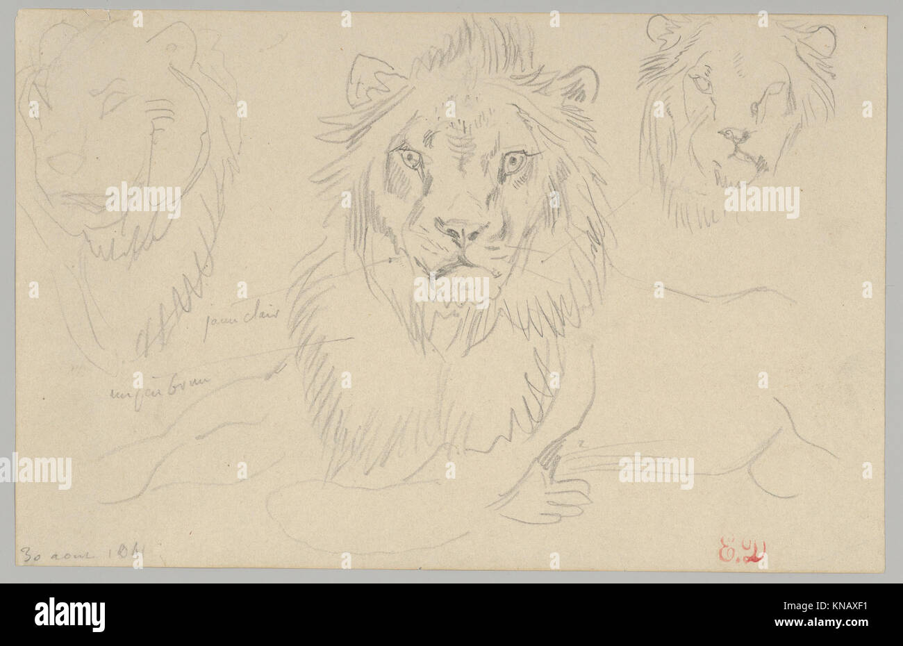 A Lion, Full Face, August 30, 1841 MET DP836166 355647 Stock Photo - Alamy