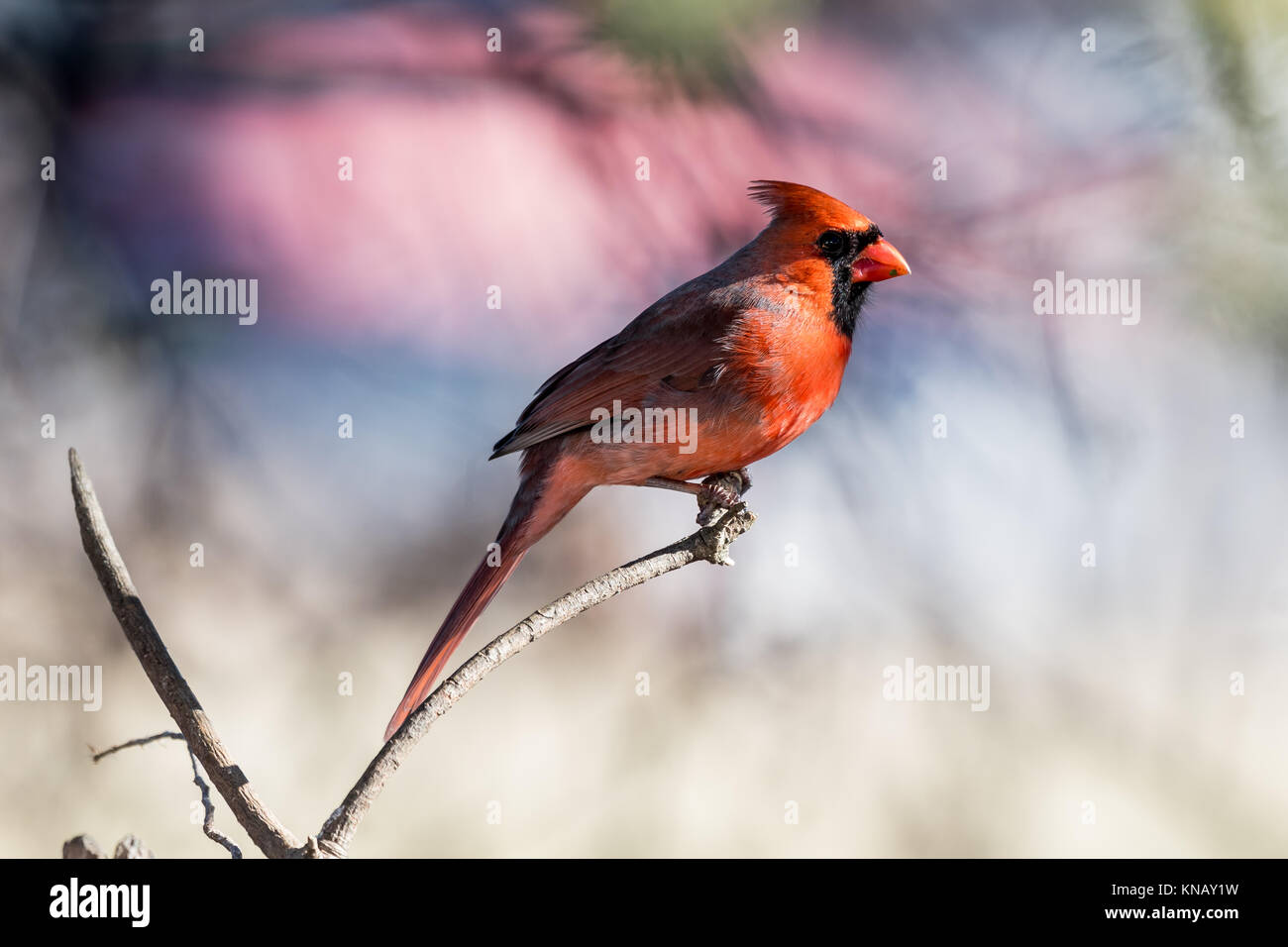 Cardinalis cardinalis outdoors hi-res stock photography and images - Alamy