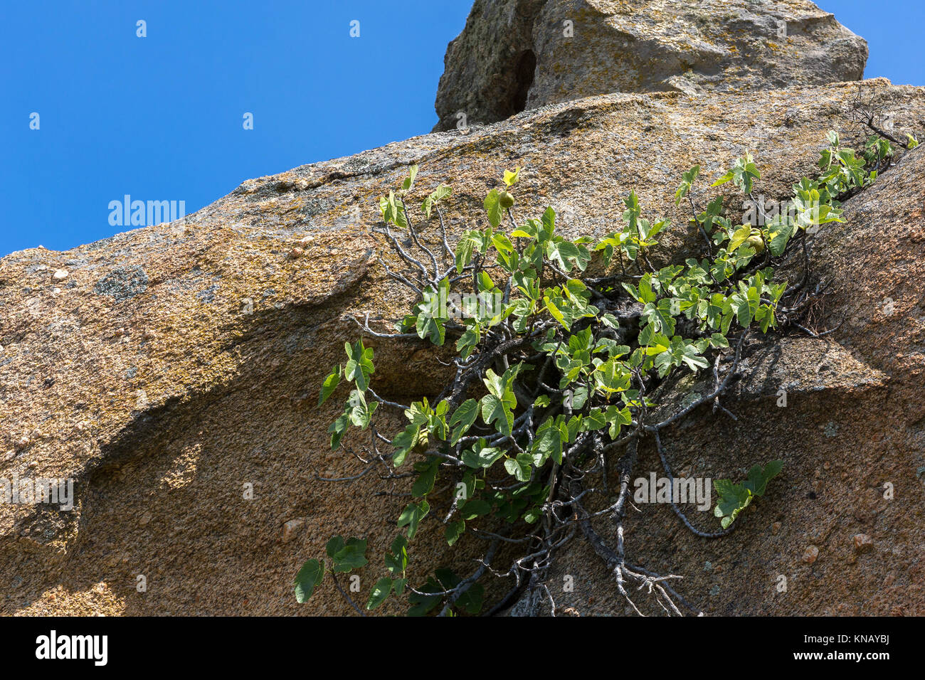 Green plant breaks through a stone on top of a mountain Stock Photo - Alamy