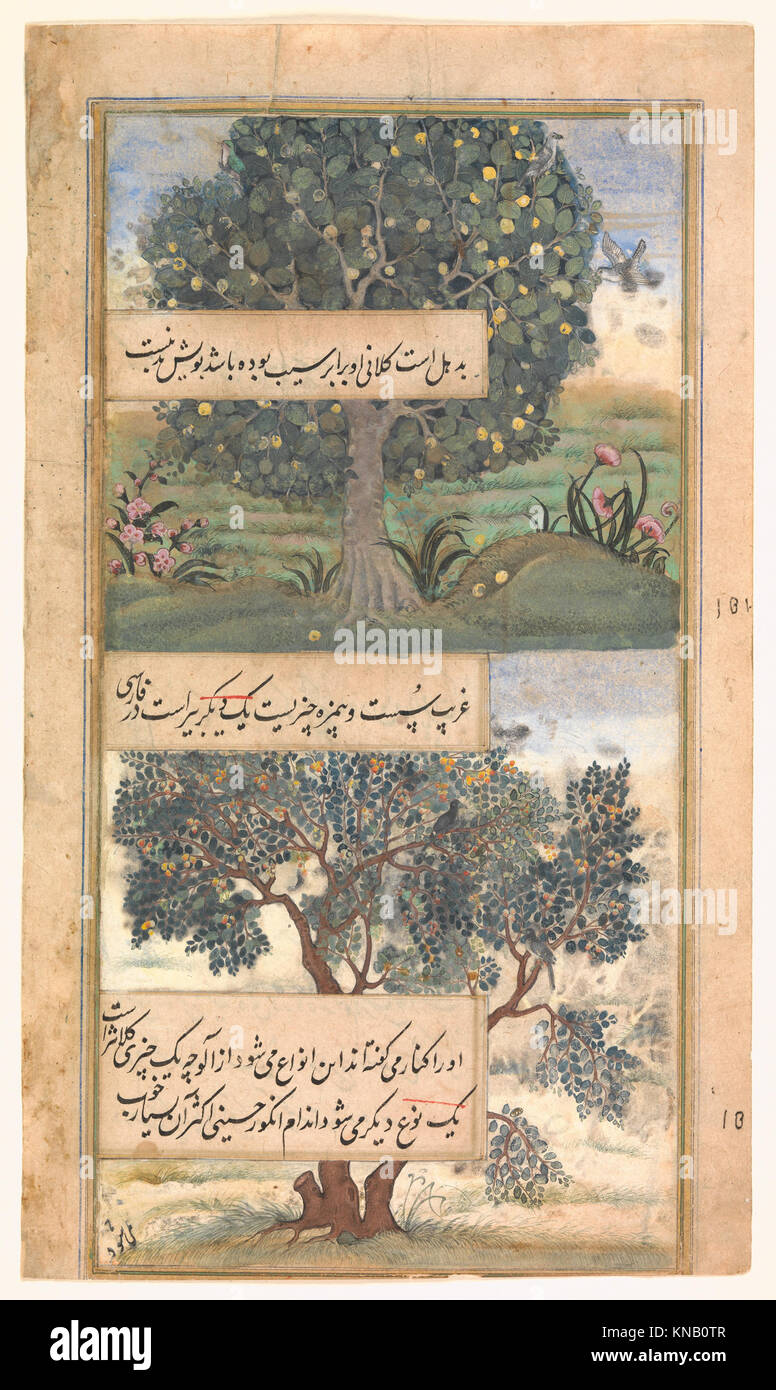 This Baburnama folio illustrates 'Three Trees of India', showing 16th ...