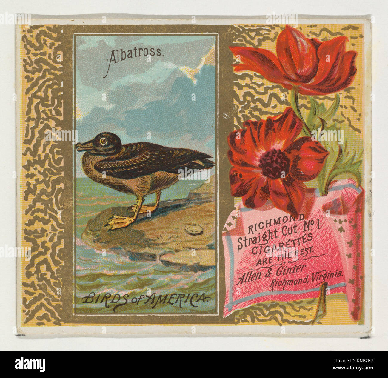 This card depicts the Albatross from the Birds of America series (N37 ...