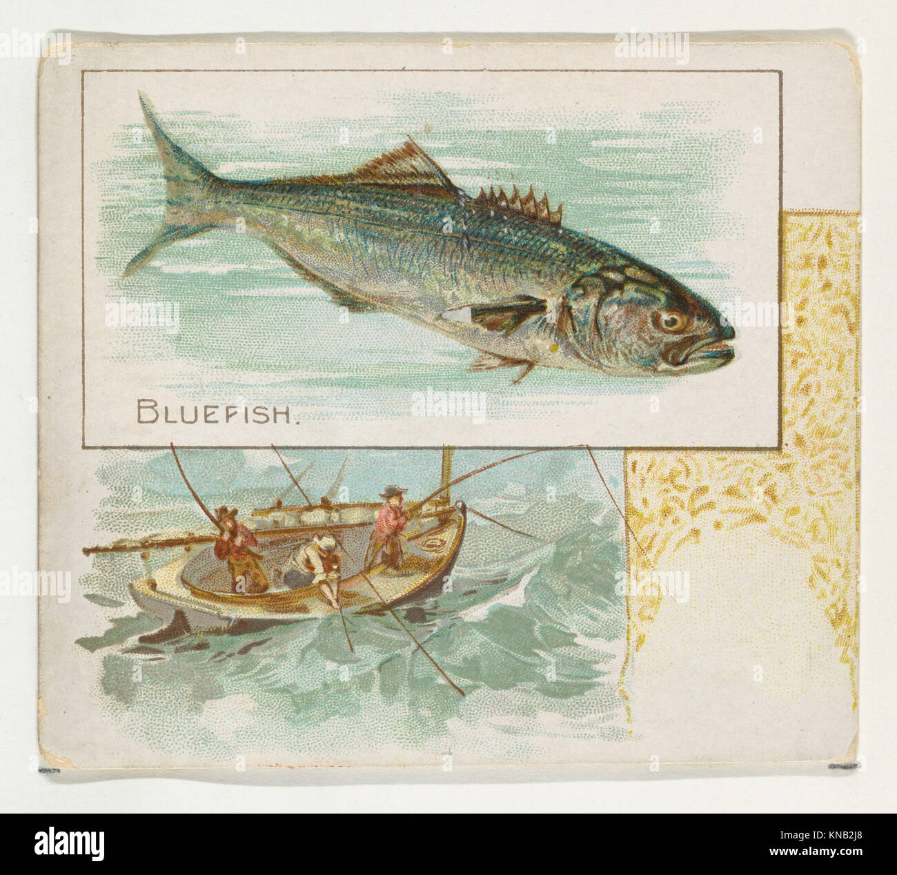 This card features the Bluefish from the 'Fish from American Waters ...