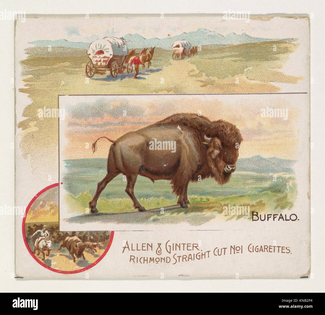 Buffalo, from Quadrupeds series (N41) for Allen & Ginter Cigarettes MET ...