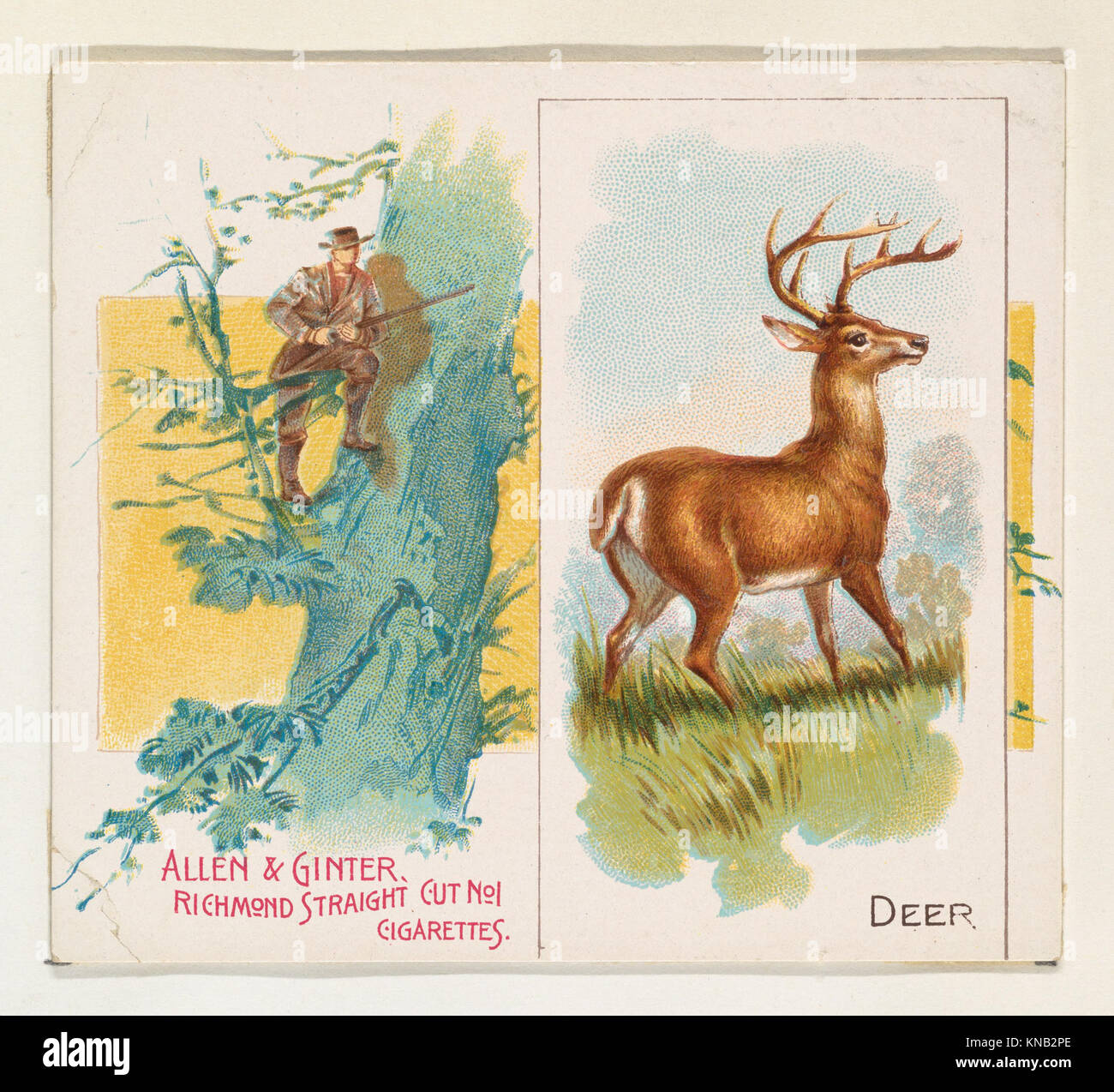 This illustration of a deer is part of the Quadrupeds series for Allen ...