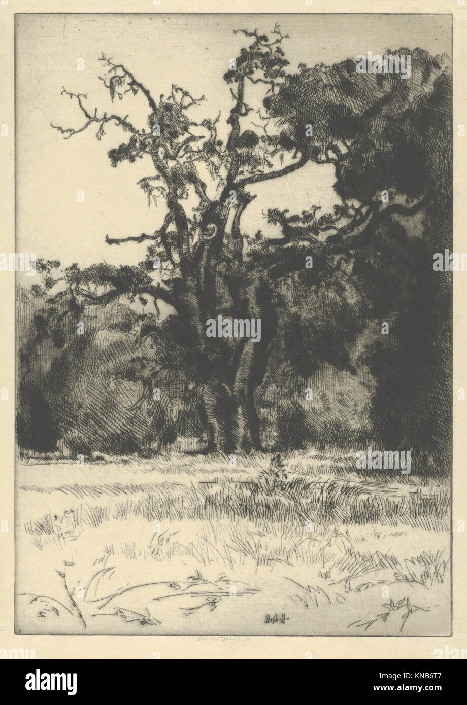 This image depicts a dying white oak tree, captured in a natural ...