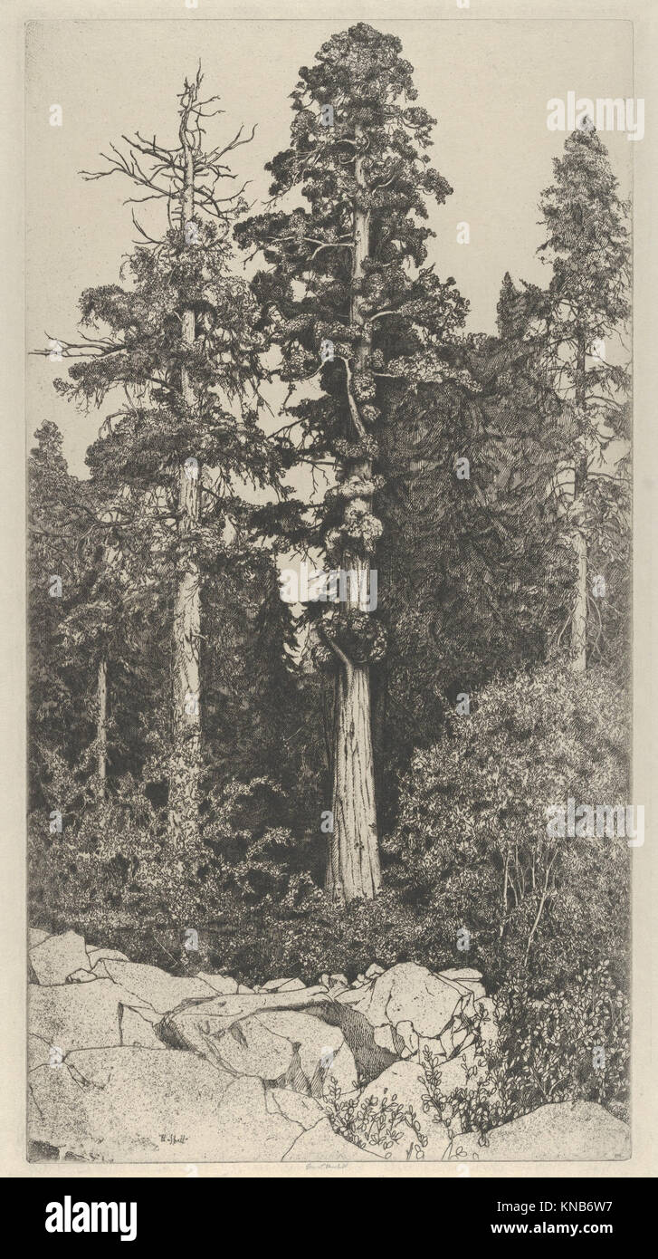 This sculpture, titled 'Baby Sequoia,' depicts a young sequoia tree ...