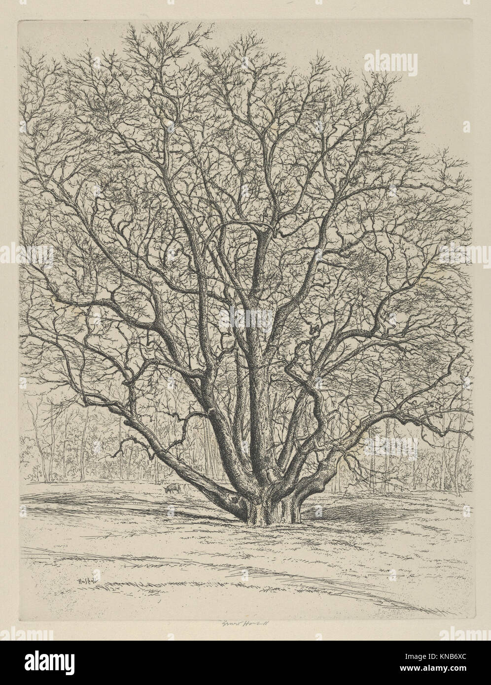 The Giant Sycamore is a large tree specimen, notable for its size and ...