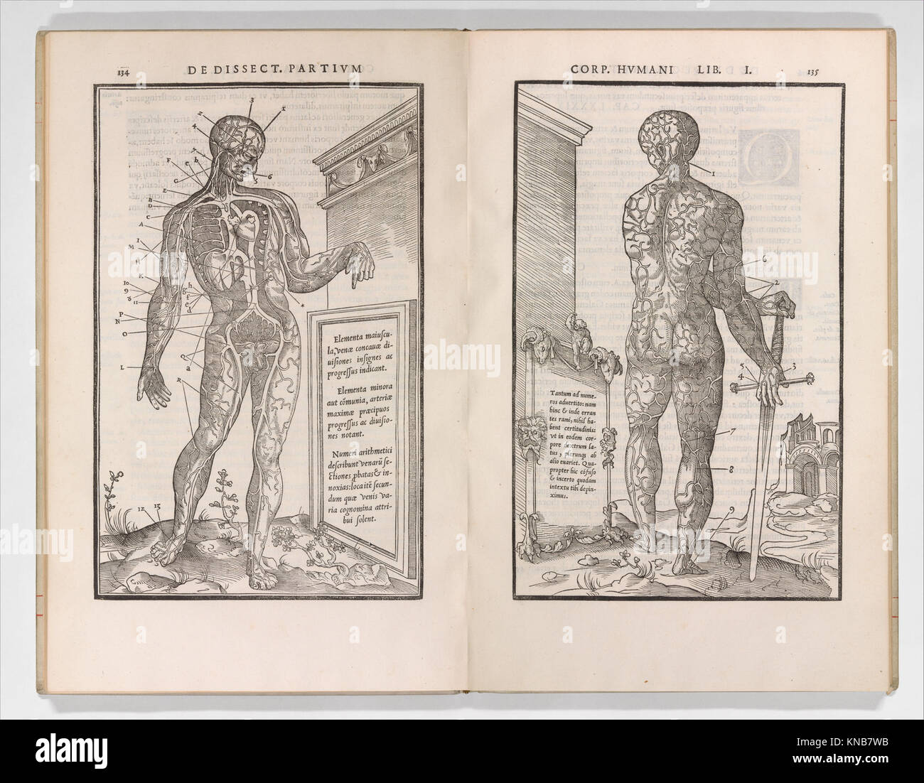 De dissectione partium corporis humani hi-res stock photography and ...