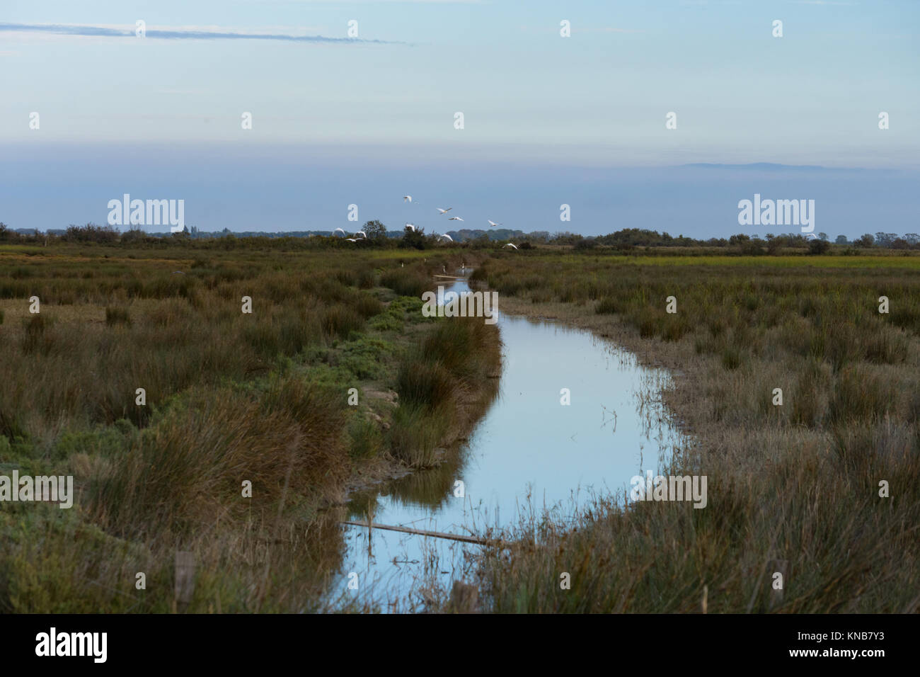 A stream running through the Camargue region of France with large white ...