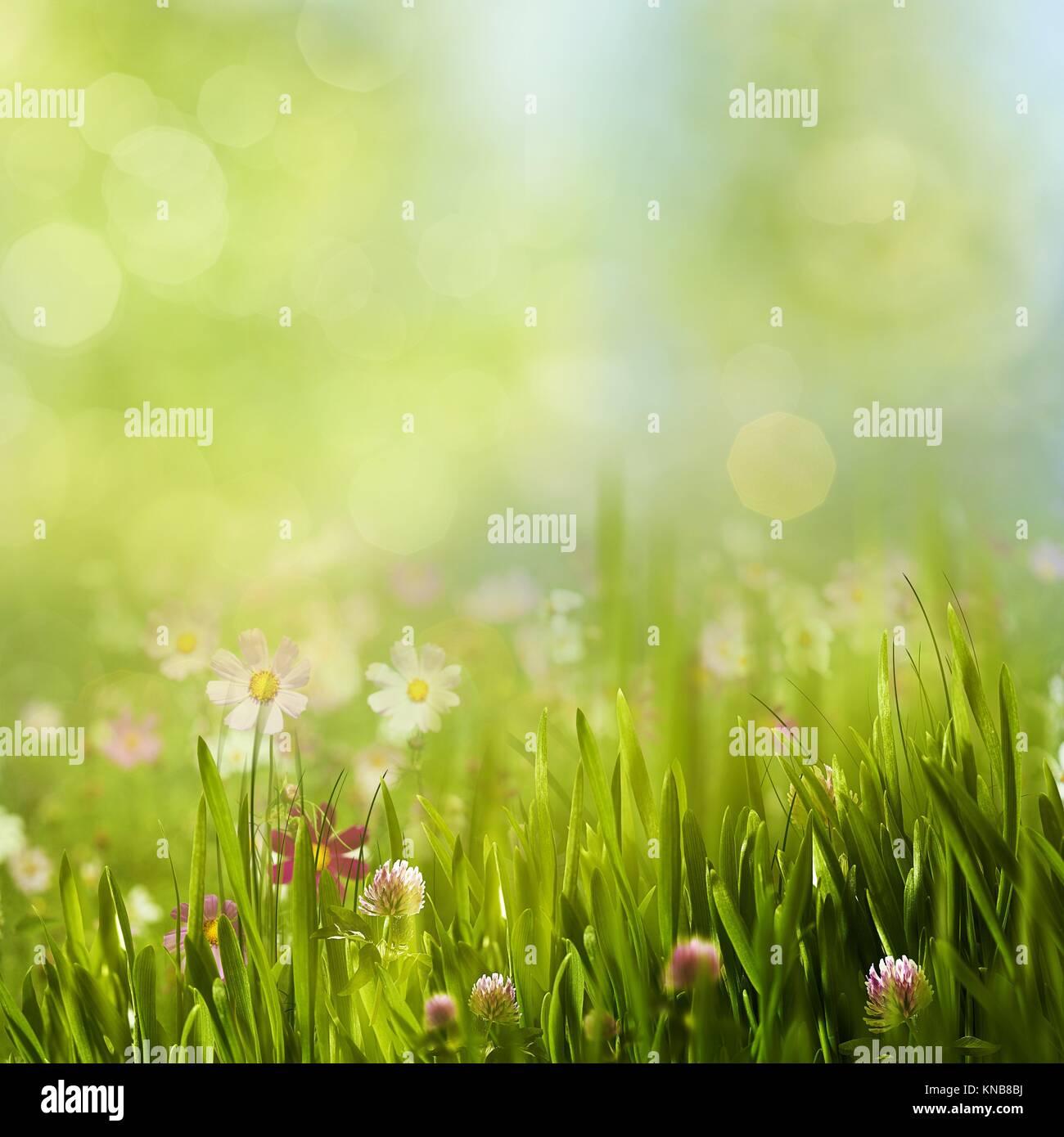 Beauty summer meadow with blooming flowers, seasonal abstract ...