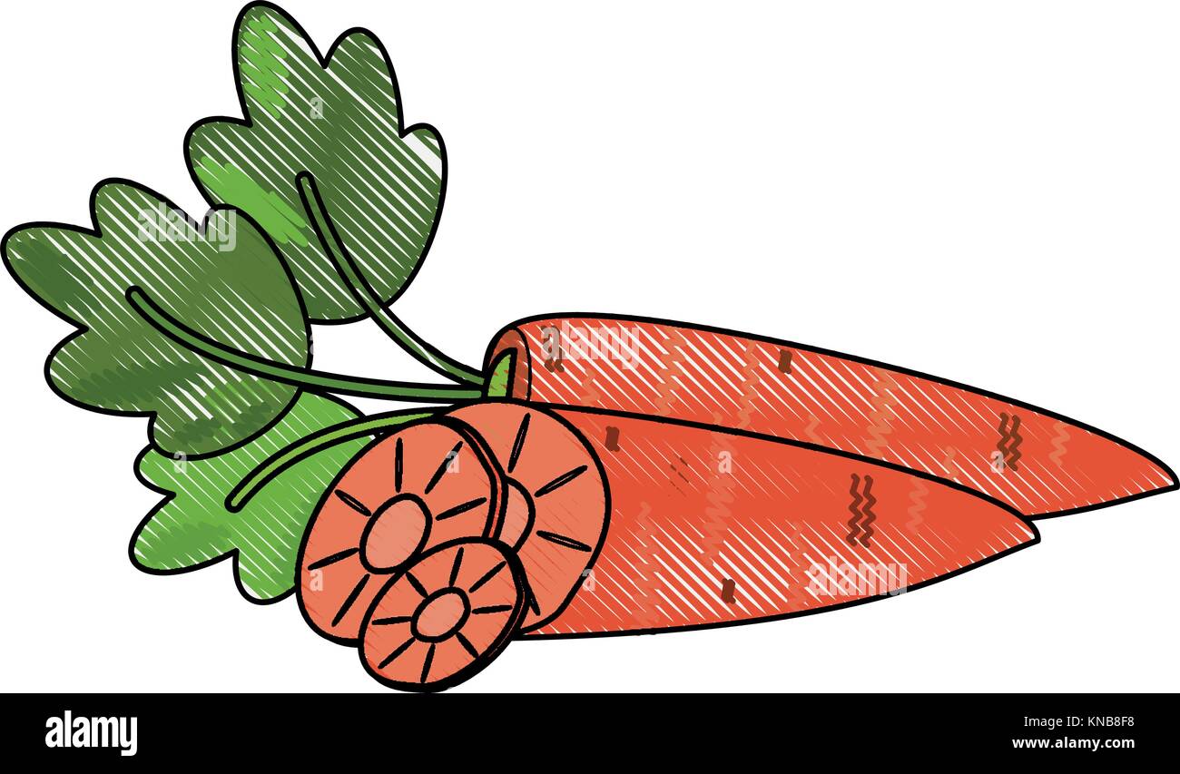 Fresh sliced carrot Stock Vector Image & Art - Alamy