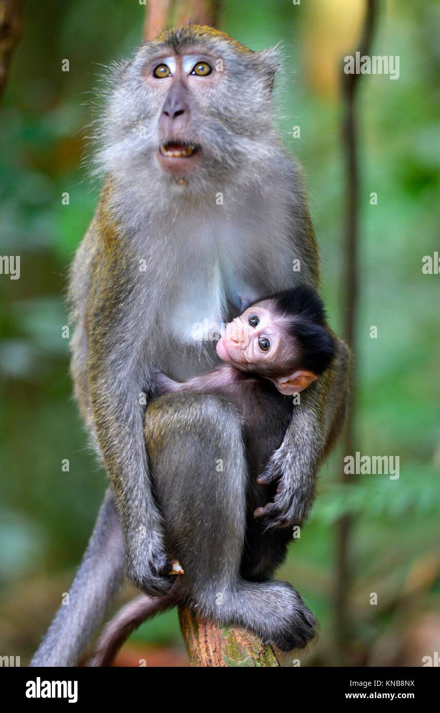 Jungle monkey hi-res stock photography and images - Alamy