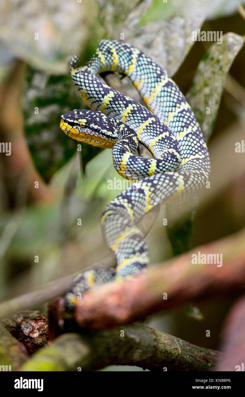 Jungle snake hi-res stock photography and images - Alamy