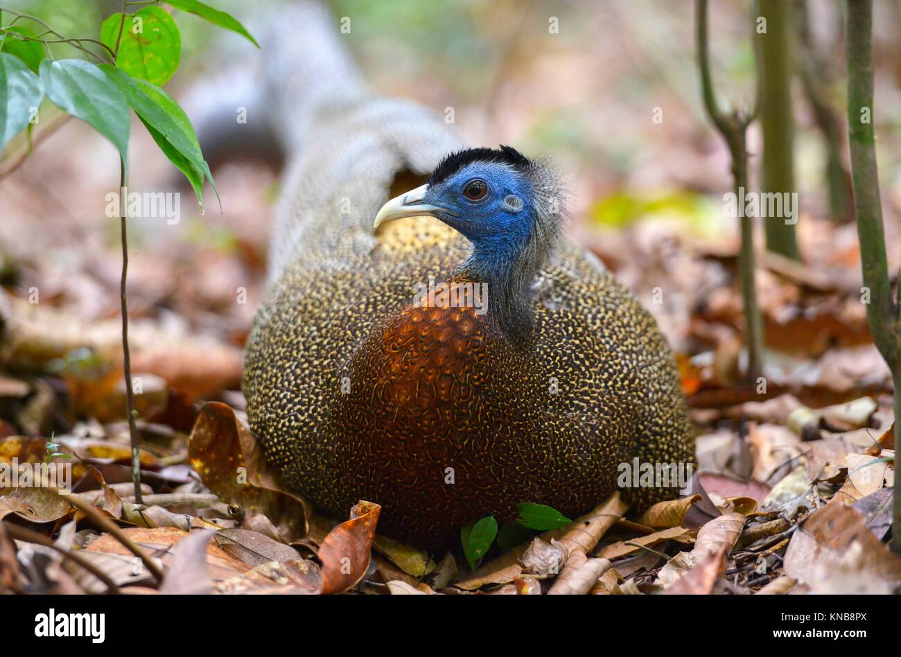 Jungle bird hi-res stock photography and images - Alamy