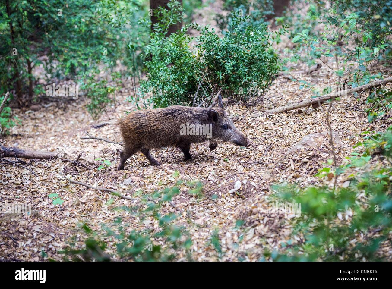 Wild boar spain hi-res stock photography and images - Alamy