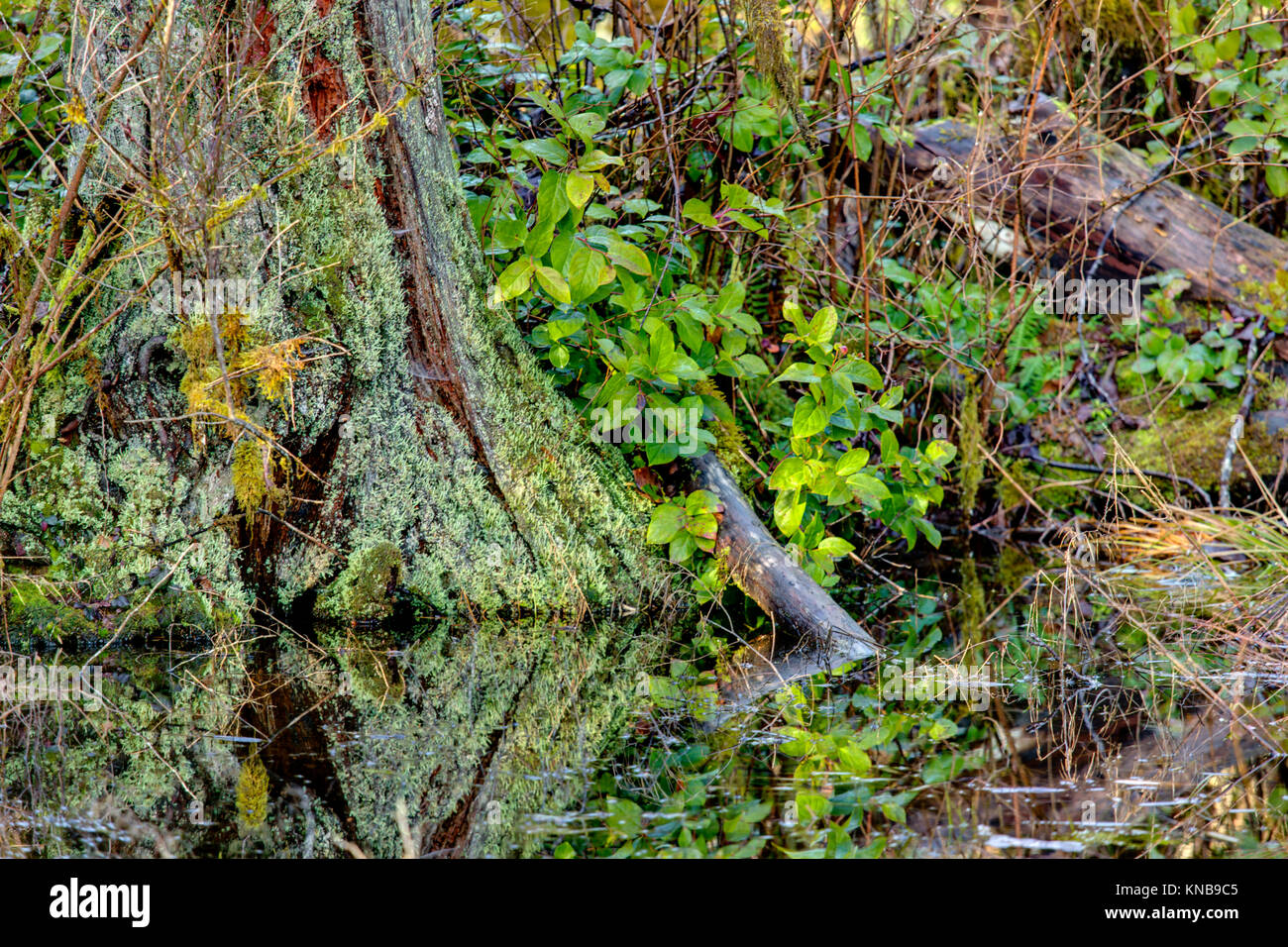 Swamp ecosystem hi-res stock photography and images - Alamy