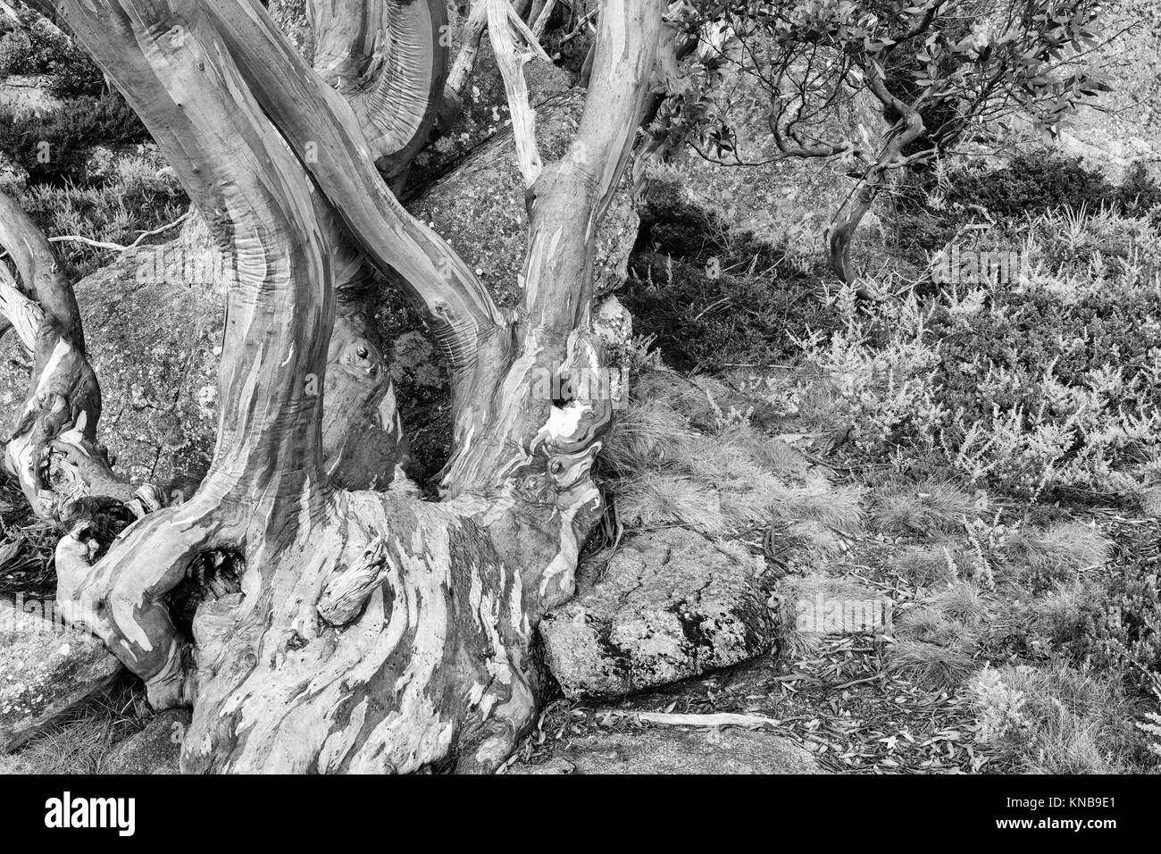 Snow Gum (eucalyptus Pauciflora) High Resolution Stock Photography and ...