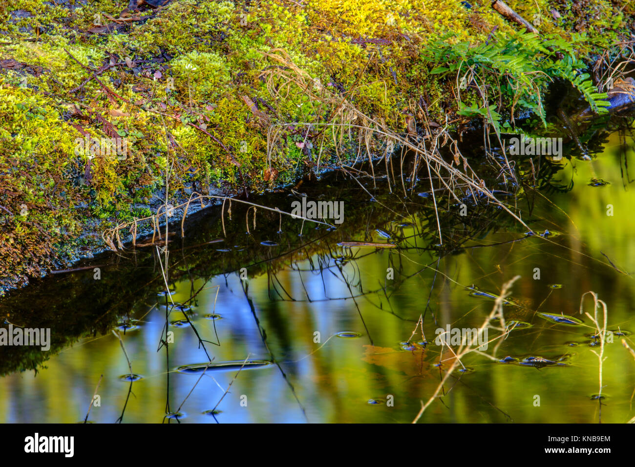 Ecosystem bog wetland hi-res stock photography and images - Alamy