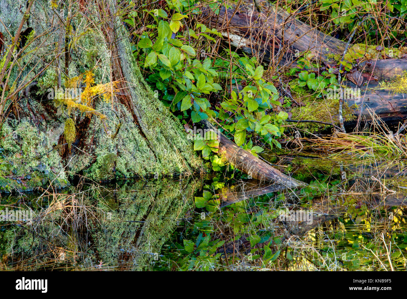 Wetland in Western Washington Stock Photo - Alamy