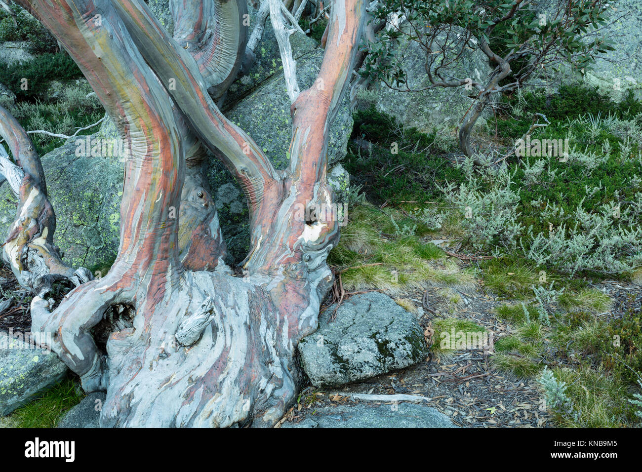 Snow Gum trees (Eucalyptus pauciflora) at Charlotte Pass in Kosciuszko ...