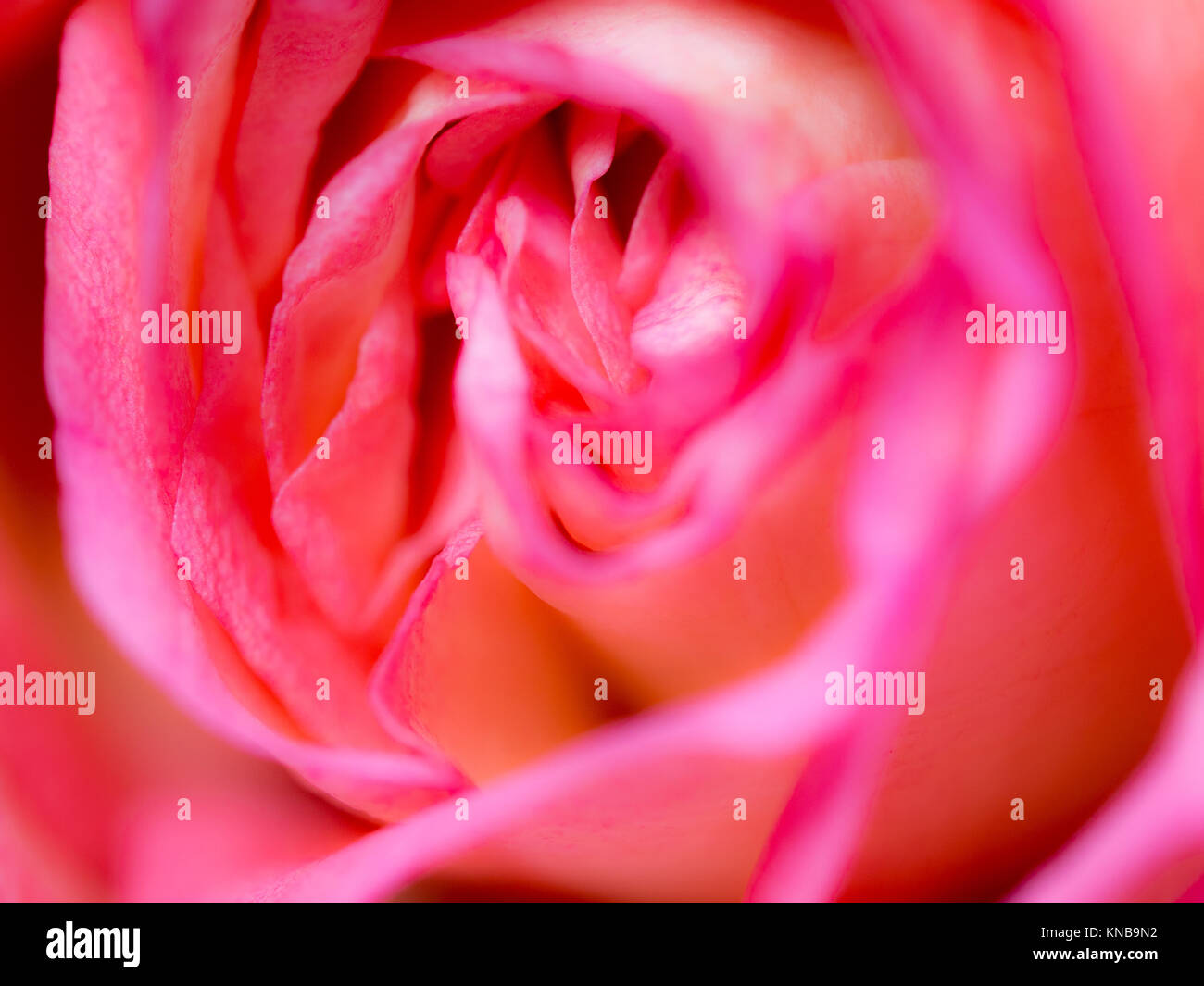Soft focus of close up beautiful rose flower background. textures of ...