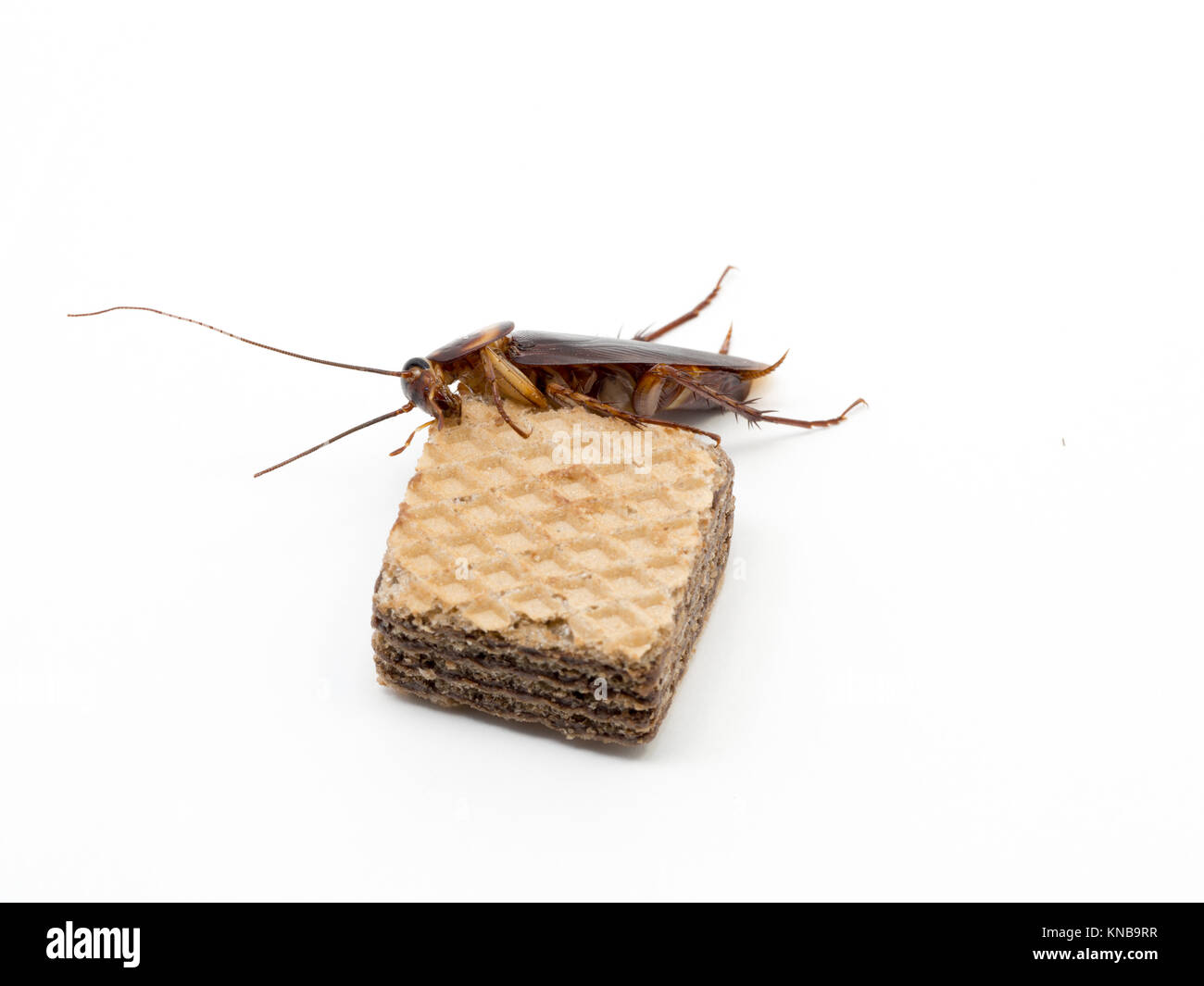 Closeup cockroach on the chocolate wafer. Cockroaches are carriers of ...