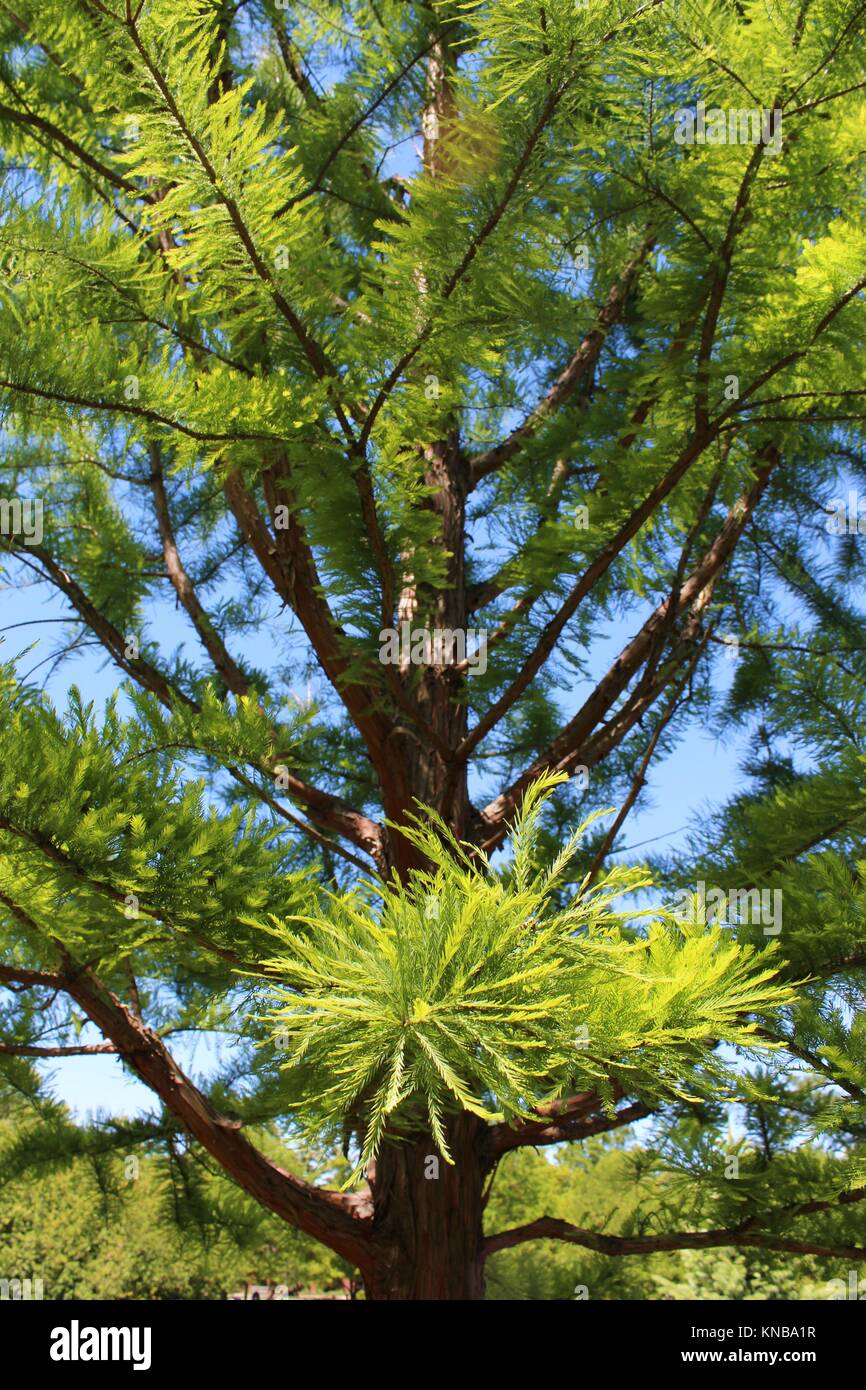 Airy plant hi-res stock photography and images - Alamy