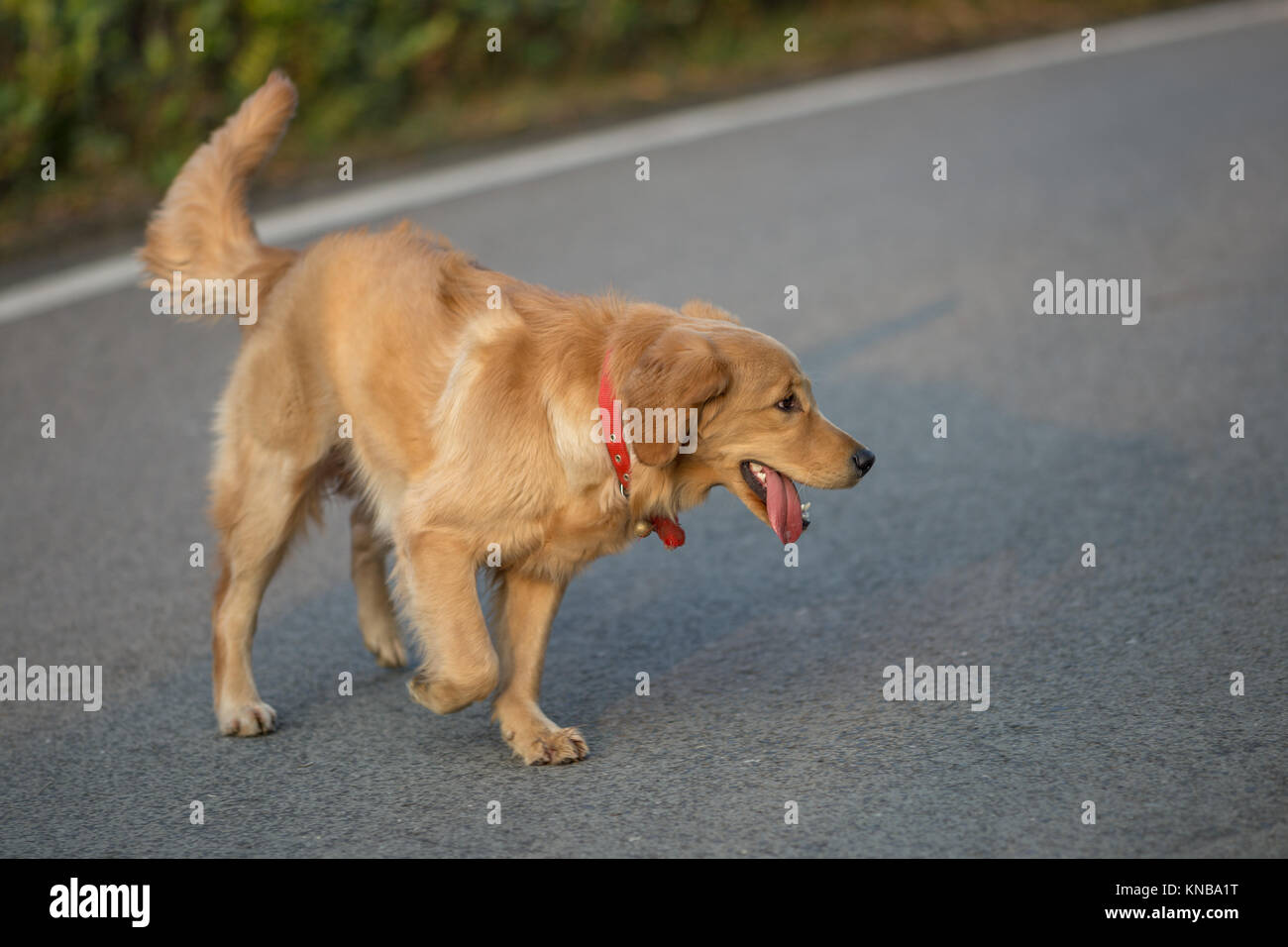 Happy pet dogs playing in a park Stock Photo - Alamy