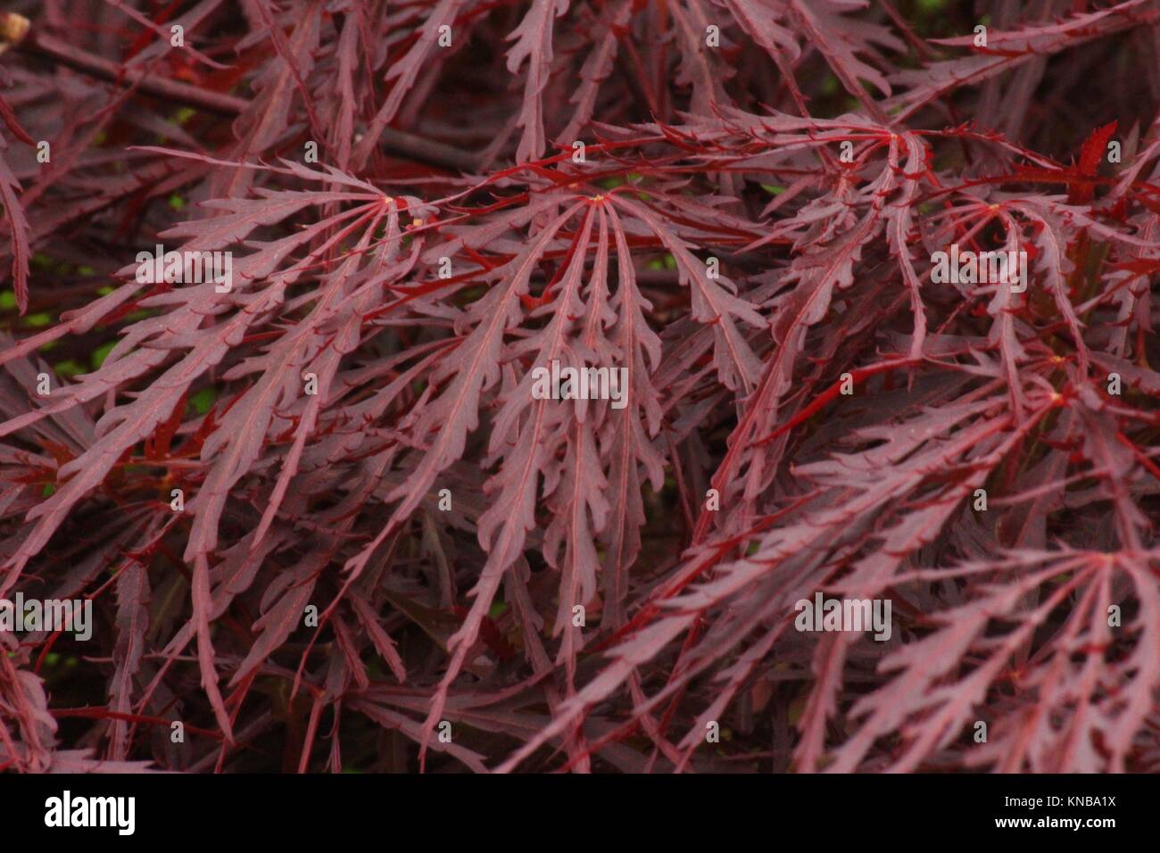 Close up of the leaves of a Crimson Queen Japanese Maple tree using a bokeh effect Stock Photo ...