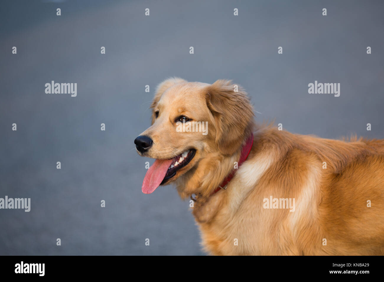 Happy pet dogs playing in a park Stock Photo - Alamy