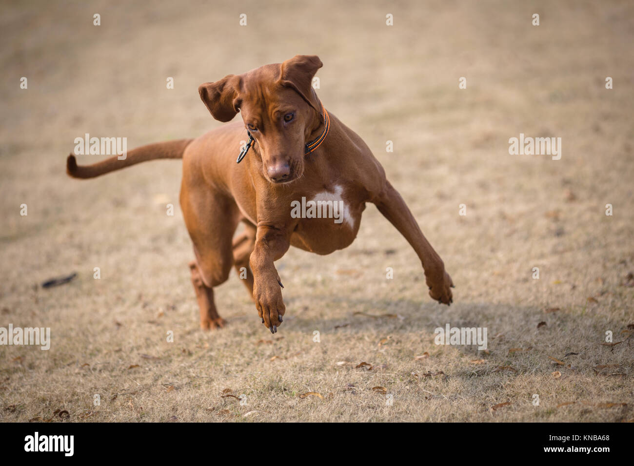 Happy pet dogs playing in a park Stock Photo - Alamy