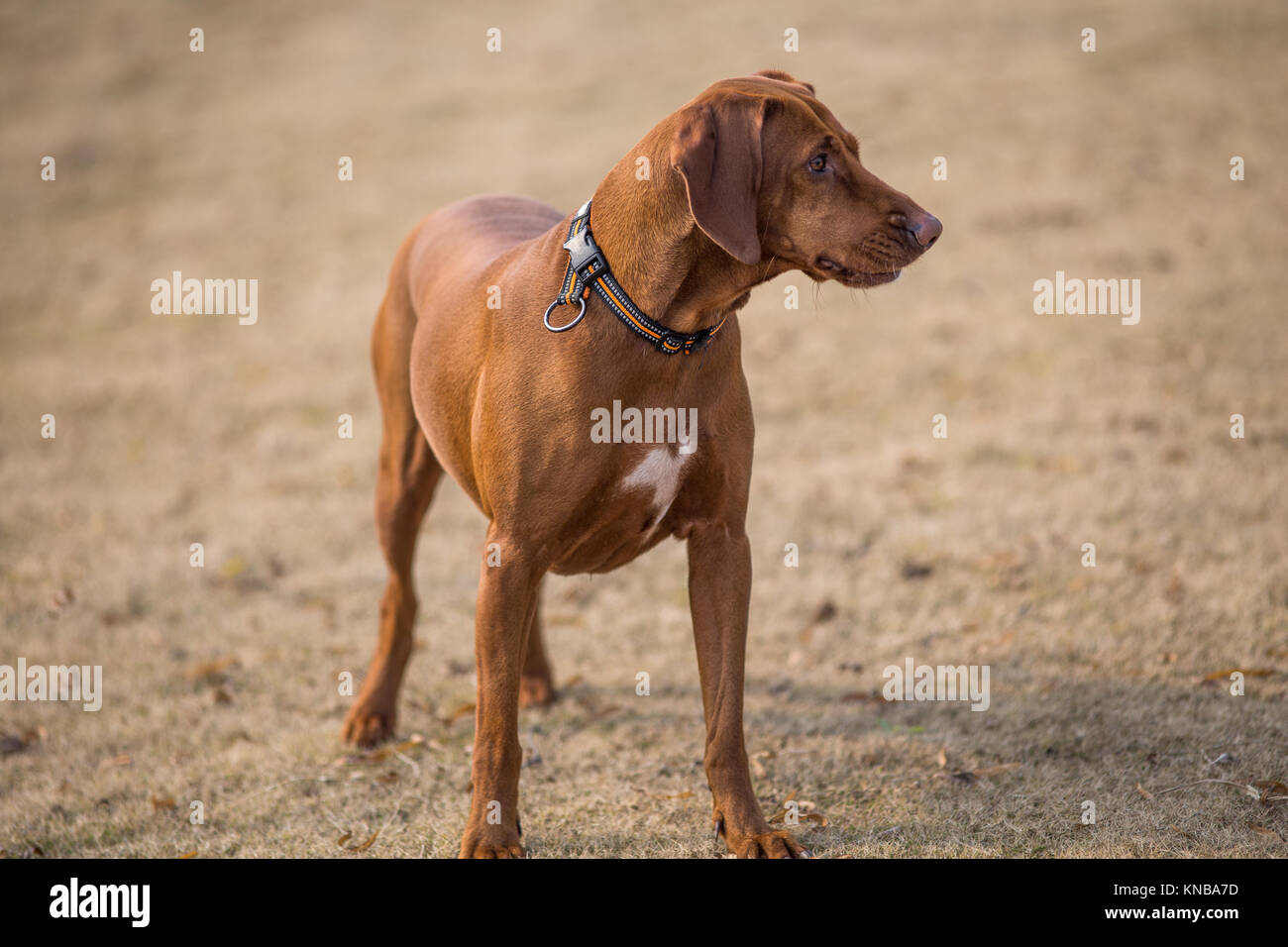 Happy pet dogs playing in a park Stock Photo - Alamy