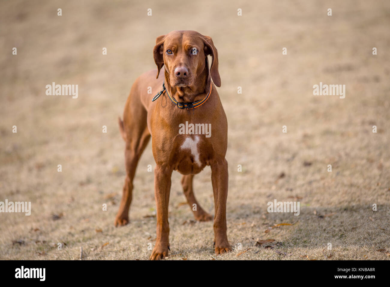 Happy pet dogs playing in a park Stock Photo - Alamy