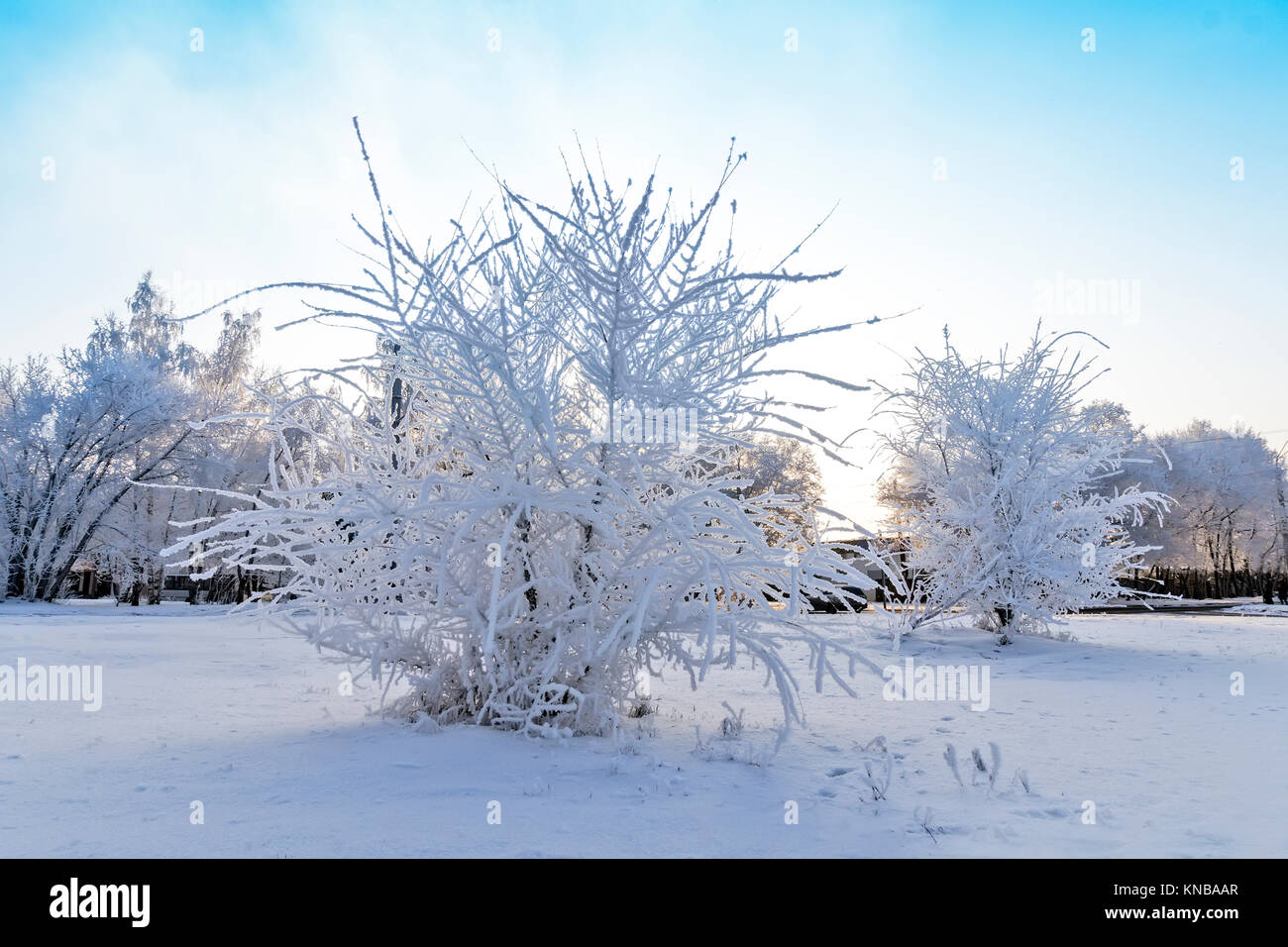 snow bush in winter park. Beautiful clean winter landscape. Bushes ...