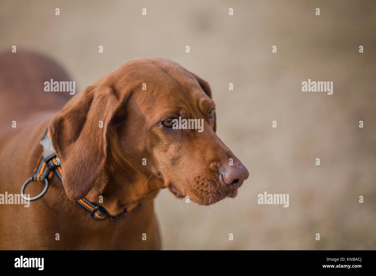 Happy pet dogs playing in a park Stock Photo - Alamy