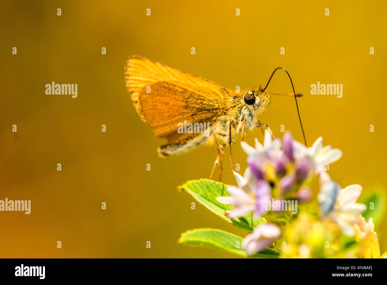 Small skipper flower hi-res stock photography and images - Alamy