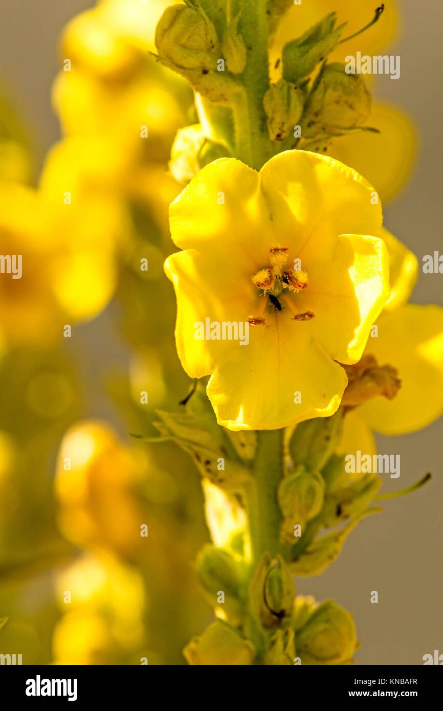 Great mullein germany hi-res stock photography and images - Alamy