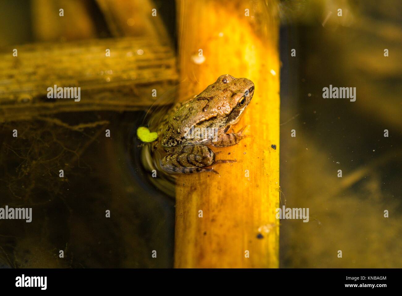 Young frog hi-res stock photography and images - Alamy