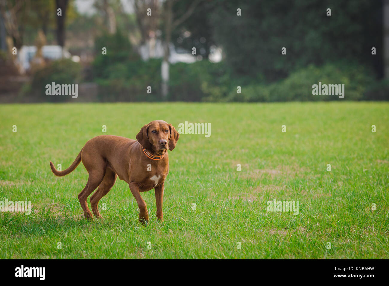 Happy pet dogs playing on Grass in a park Stock Photo - Alamy