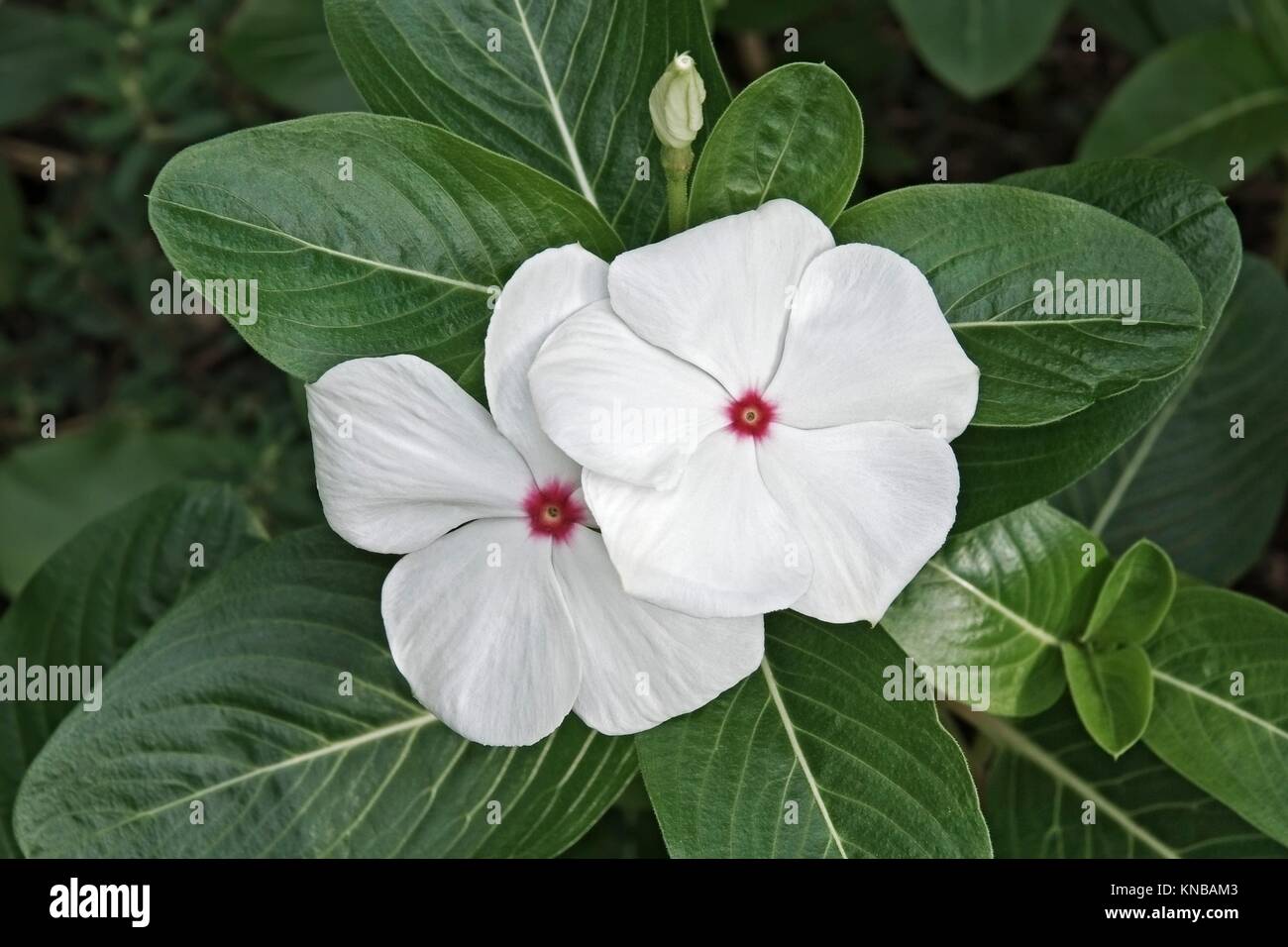 Madagascar periwinkle catharanthus roseus madagascar hi-res stock ...