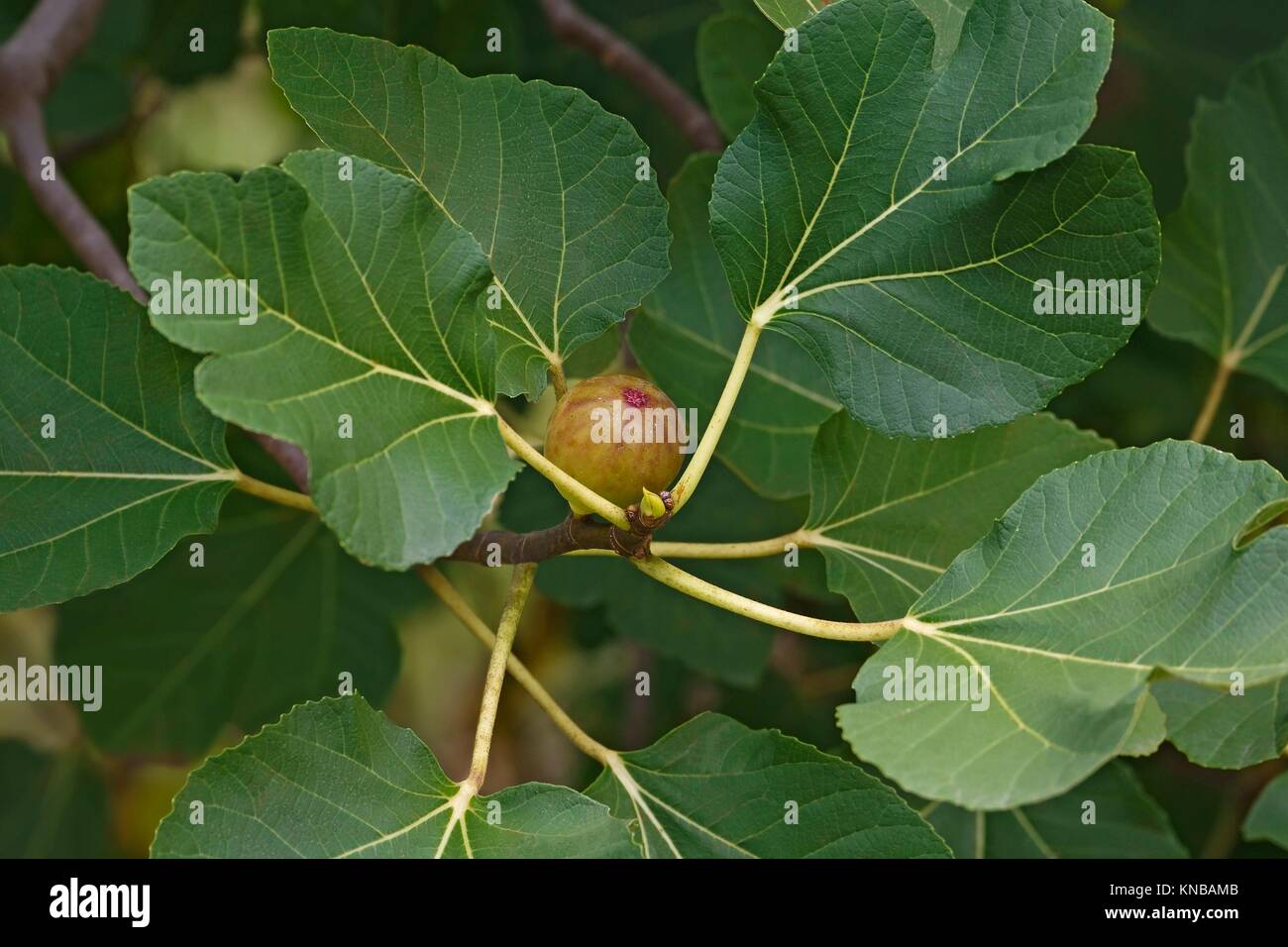Ficus shrub hi-res stock photography and images - Alamy