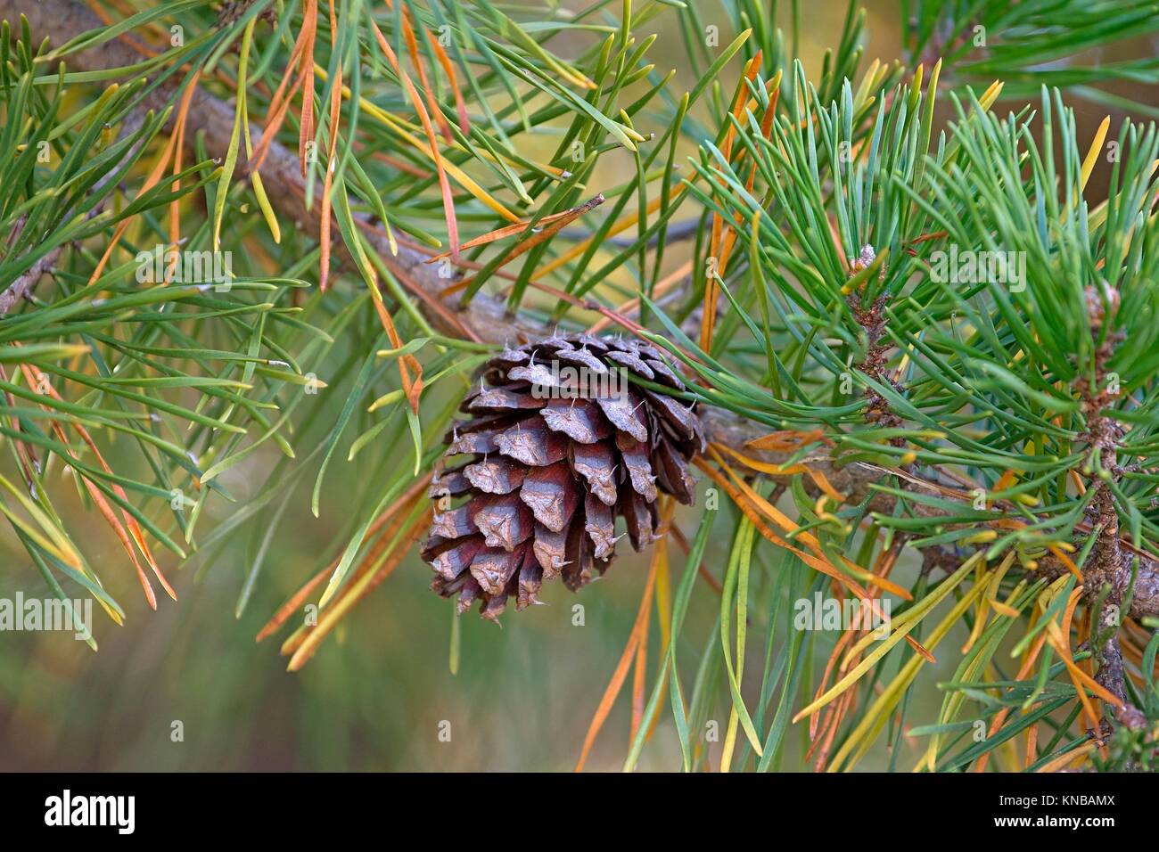 Loblolly Pine Pinus Taeda High Resolution Stock Photography and Images ...