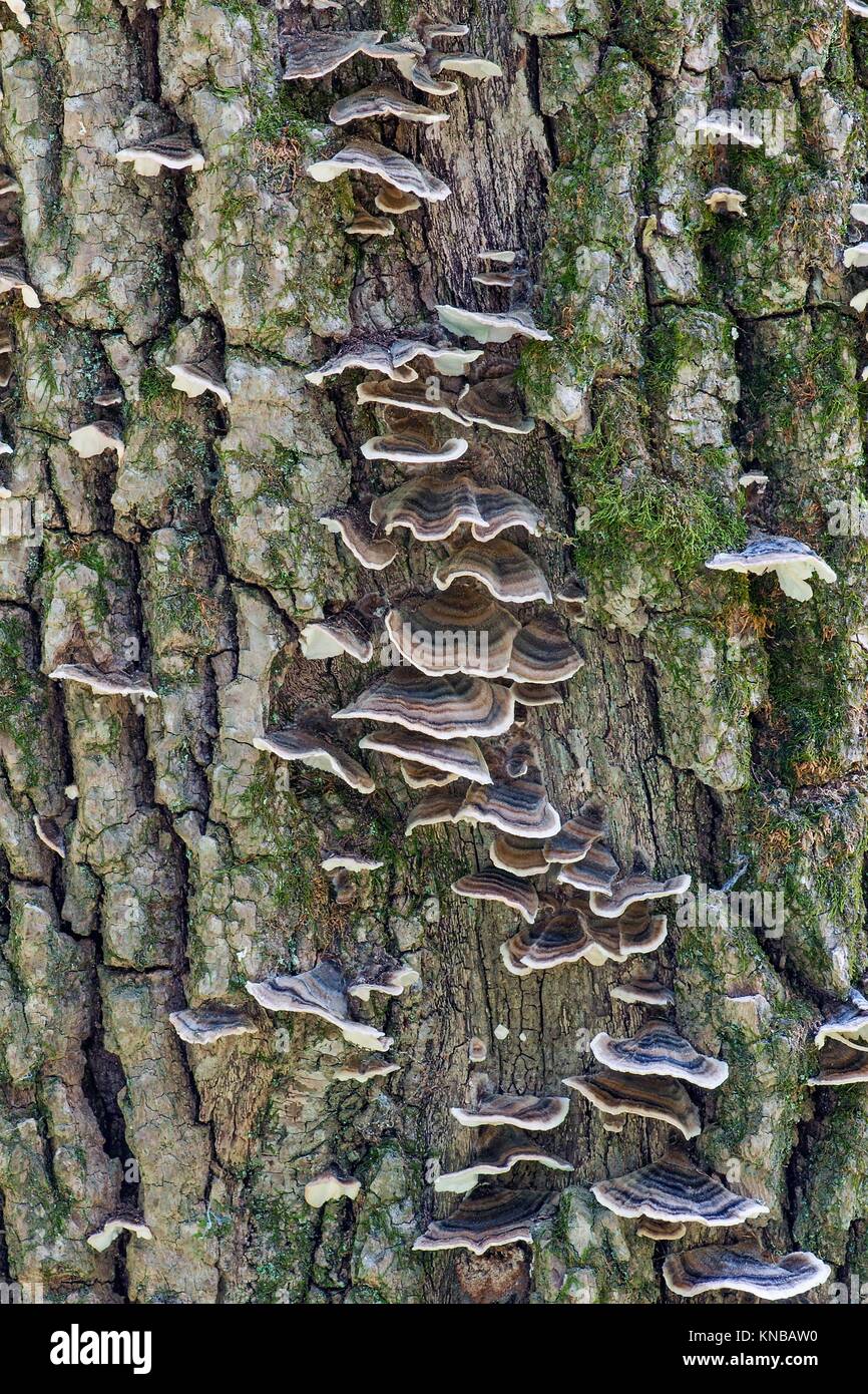Turkey tail fungus (Trametes versicolor Stock Photo - Alamy