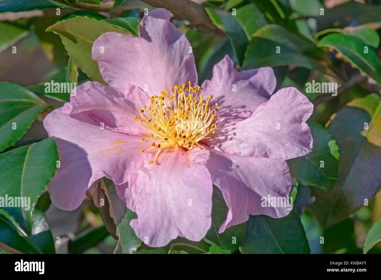 Winter's Star hybrid camellia (Camellia x hybrid Winter's Star Stock ...