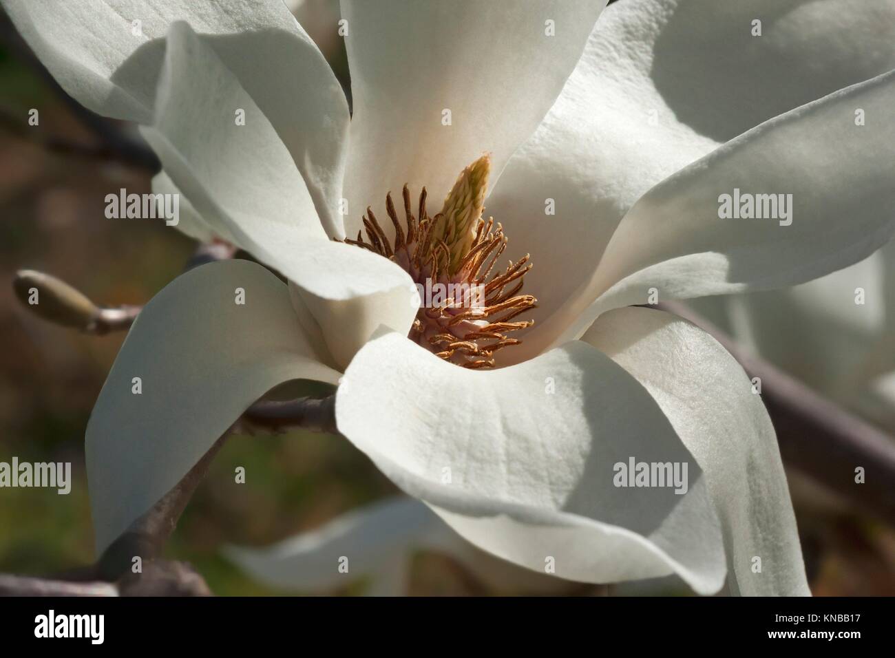 Lilytree magnolia denudata yulania denudata hi-res stock photography ...
